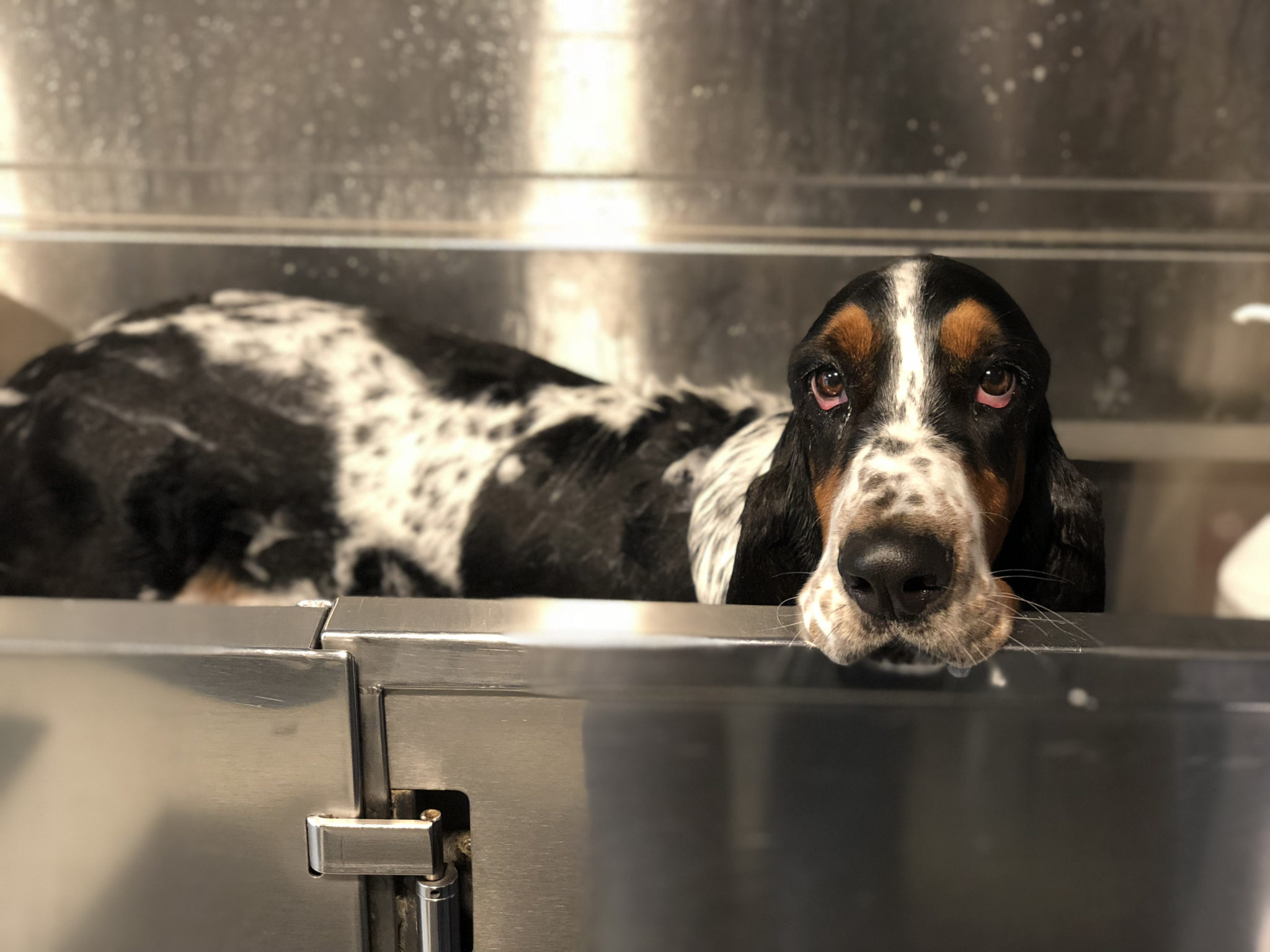 Pet Daycare, Boarding & Bathing | Crescent City Vet Pet Daycare, Boarding & Bathing | Crescent City Vet
