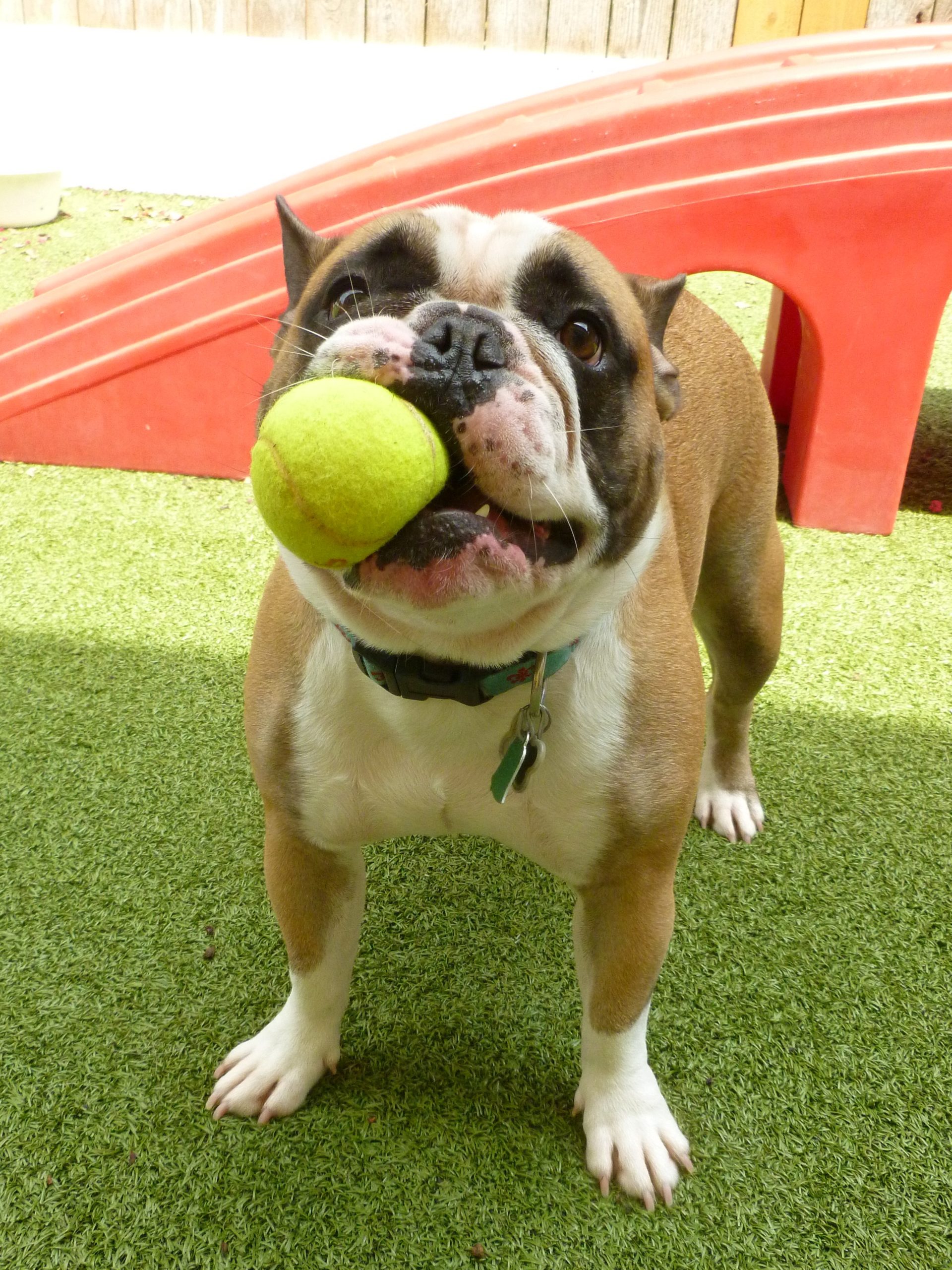 Pet Daycare, Boarding & Bathing | Crescent City Vet Pet Daycare, Boarding & Bathing | Crescent City Vet