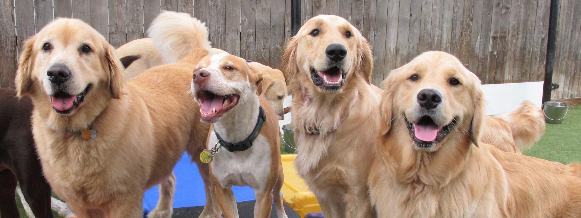 Pet Daycare, Boarding & Bathing | Crescent City Vet Pet Daycare, Boarding & Bathing | Crescent City Vet